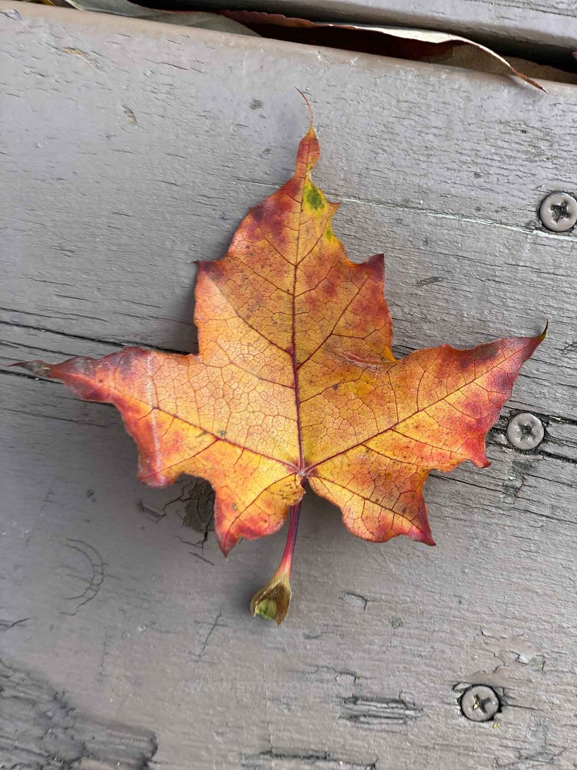7 Maple leaf photos: Colorful leaves of autumn - Smiling Colors