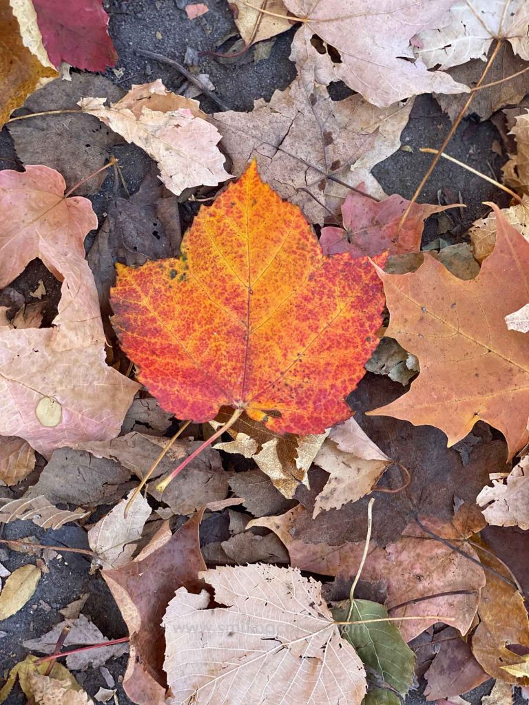 20+ Colorful Fall Leaves Images to Inspire - Smiling Colors