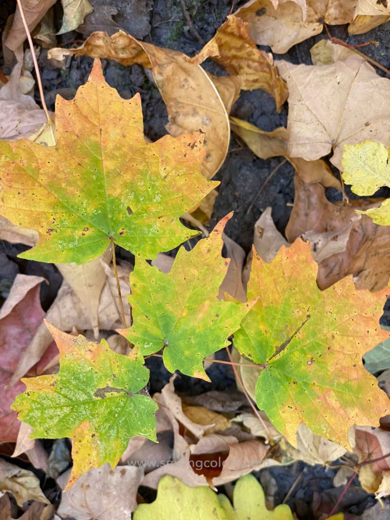 7 Maple leaf photos: Colorful leaves of autumn - Smiling Colors
