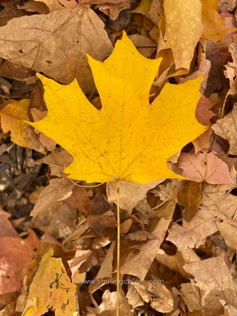 7 Maple leaf photos: Colorful leaves of autumn - Smiling Colors